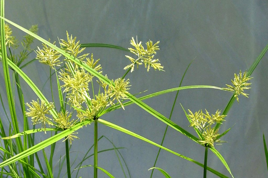 KORINA - » Erdmandel