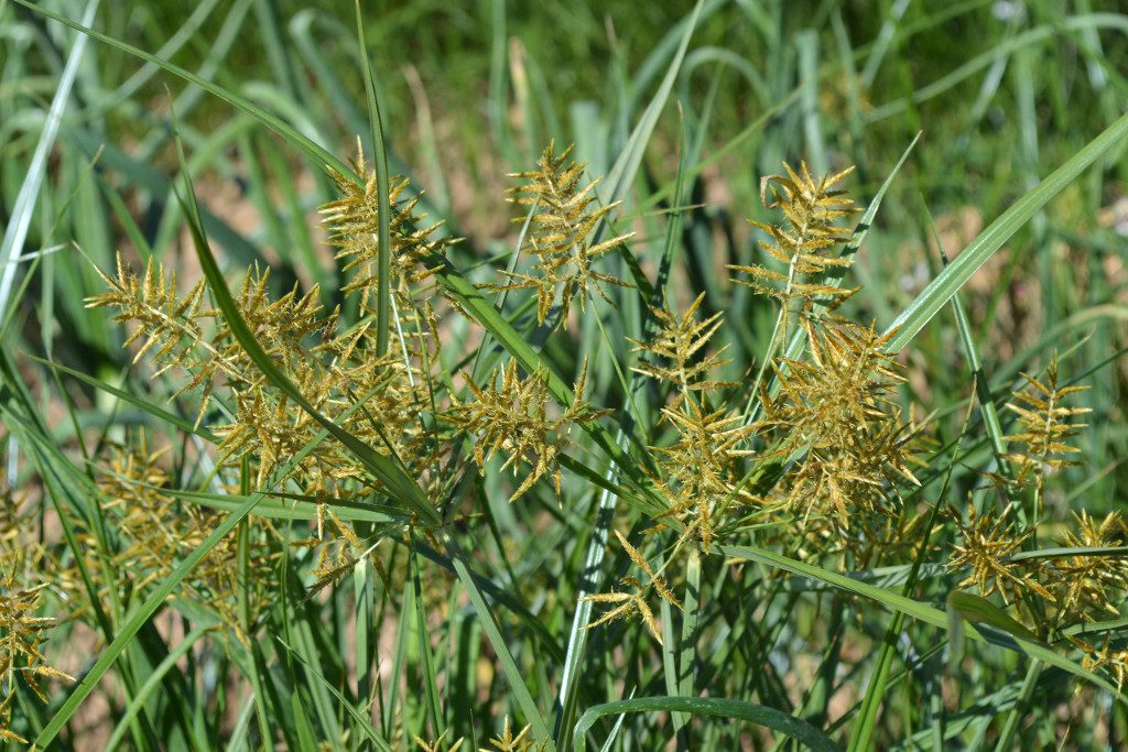 KORINA - » Erdmandel