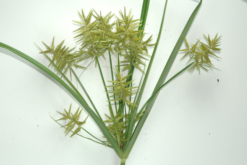 KORINA - » Erdmandel