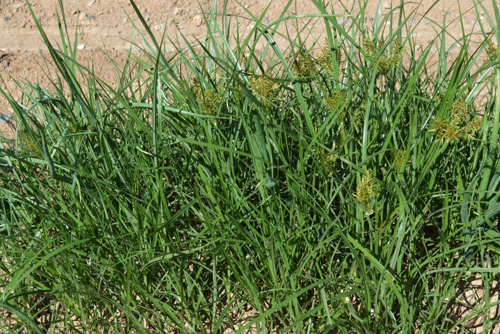 KORINA - » Erdmandel