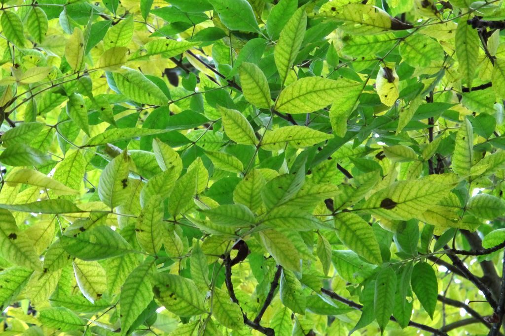 KORINA - » Esche, Rot-