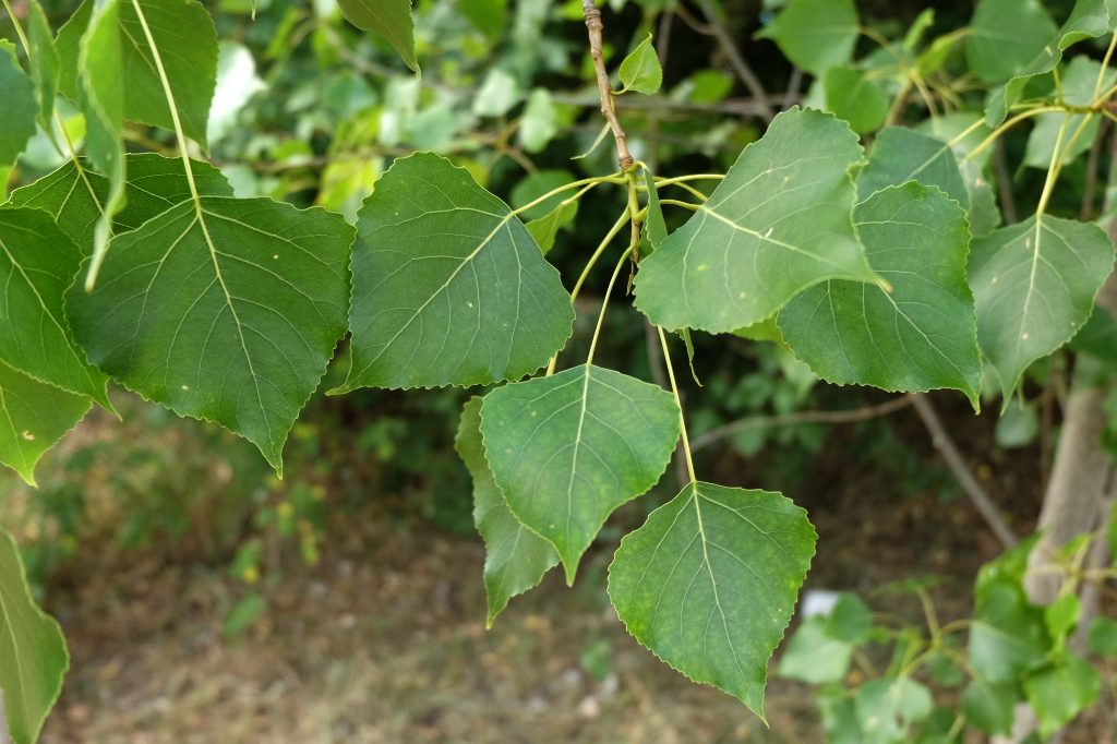 KORINA - » Pappel, Bastard-